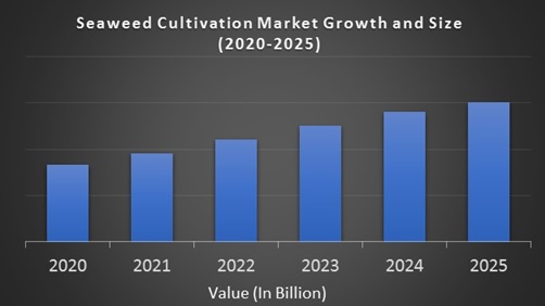 Seaweed Cultivation Market Size, Growth, Share | 2024 to 2029